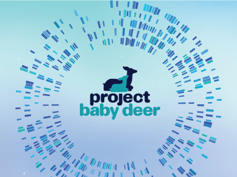 Michigan: Project Baby Deer | RCIGM
