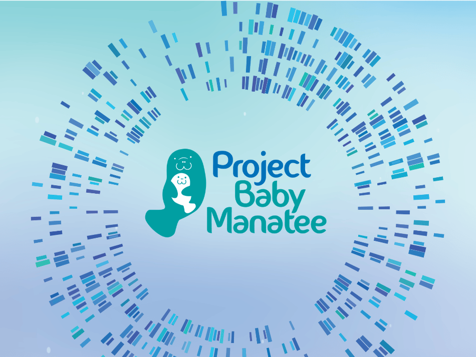 Florida: Project Baby Manatee | RCIGM